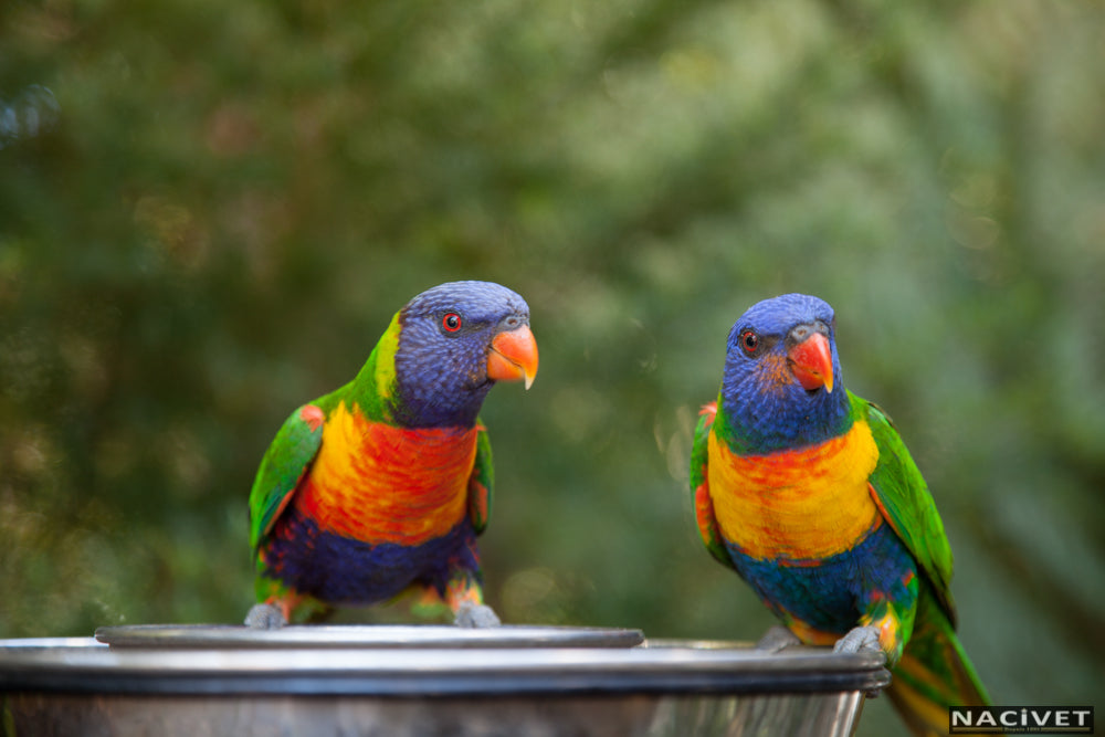 Animal – Nacivet