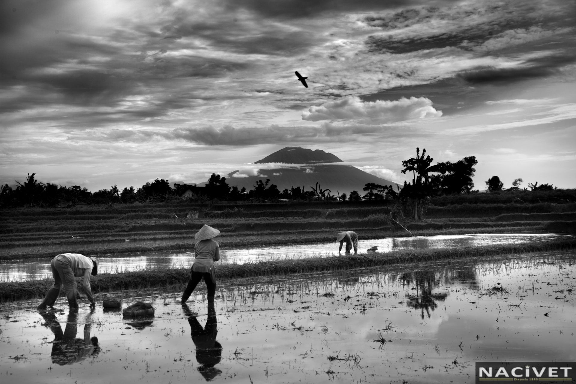 Nacivet Fine Art Photography & Gallery